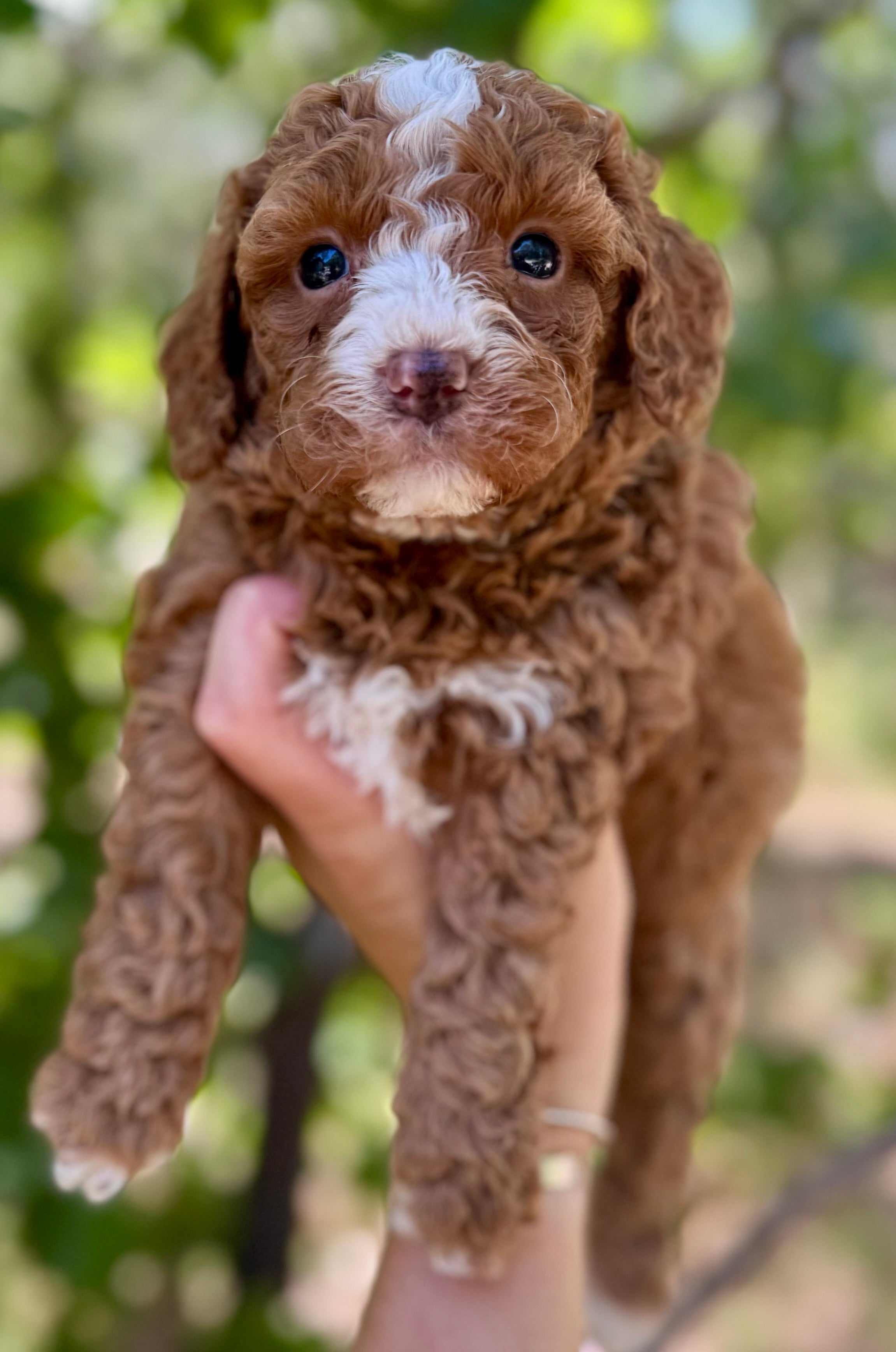 F1bb Micro/Mini Bernedoodle (female) "Goldie” – C & C Creekside Poodles ...