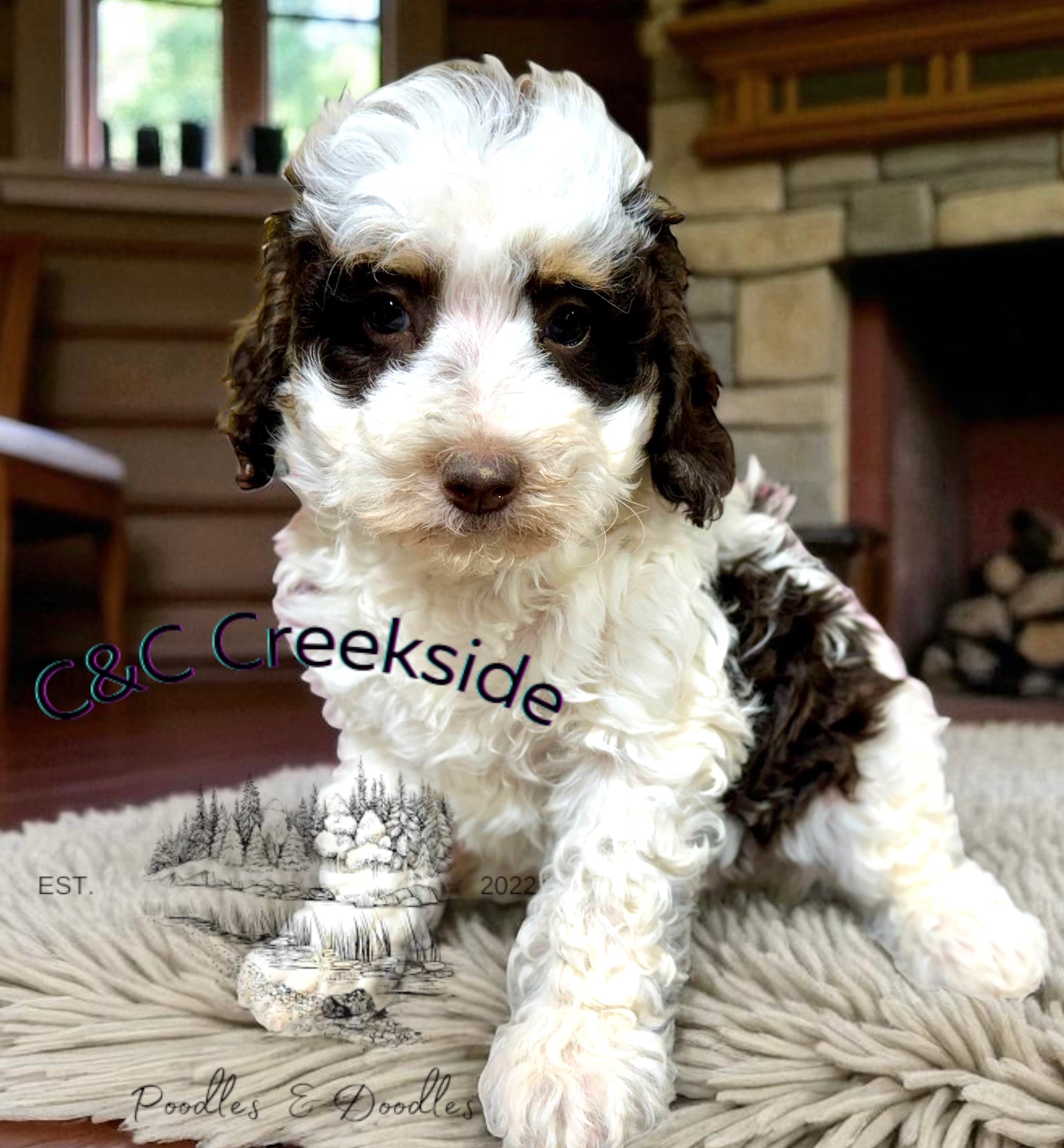 F1bb Micro/Mini Bernedoodle (female) "Sprinkles" – C & C Creekside ...