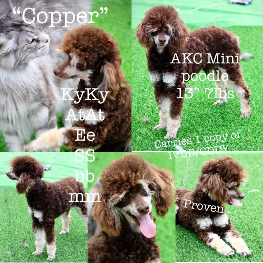 Bernese & Poodle Breeders | Sires - Genetic Testing – C & C Creekside ...